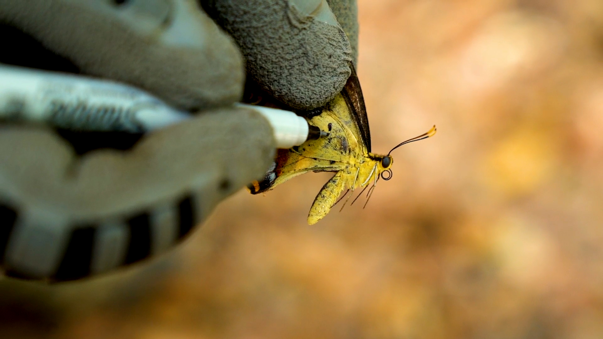 Florida volunteers see record numbers of endangered Schaus’ swallowtail ...