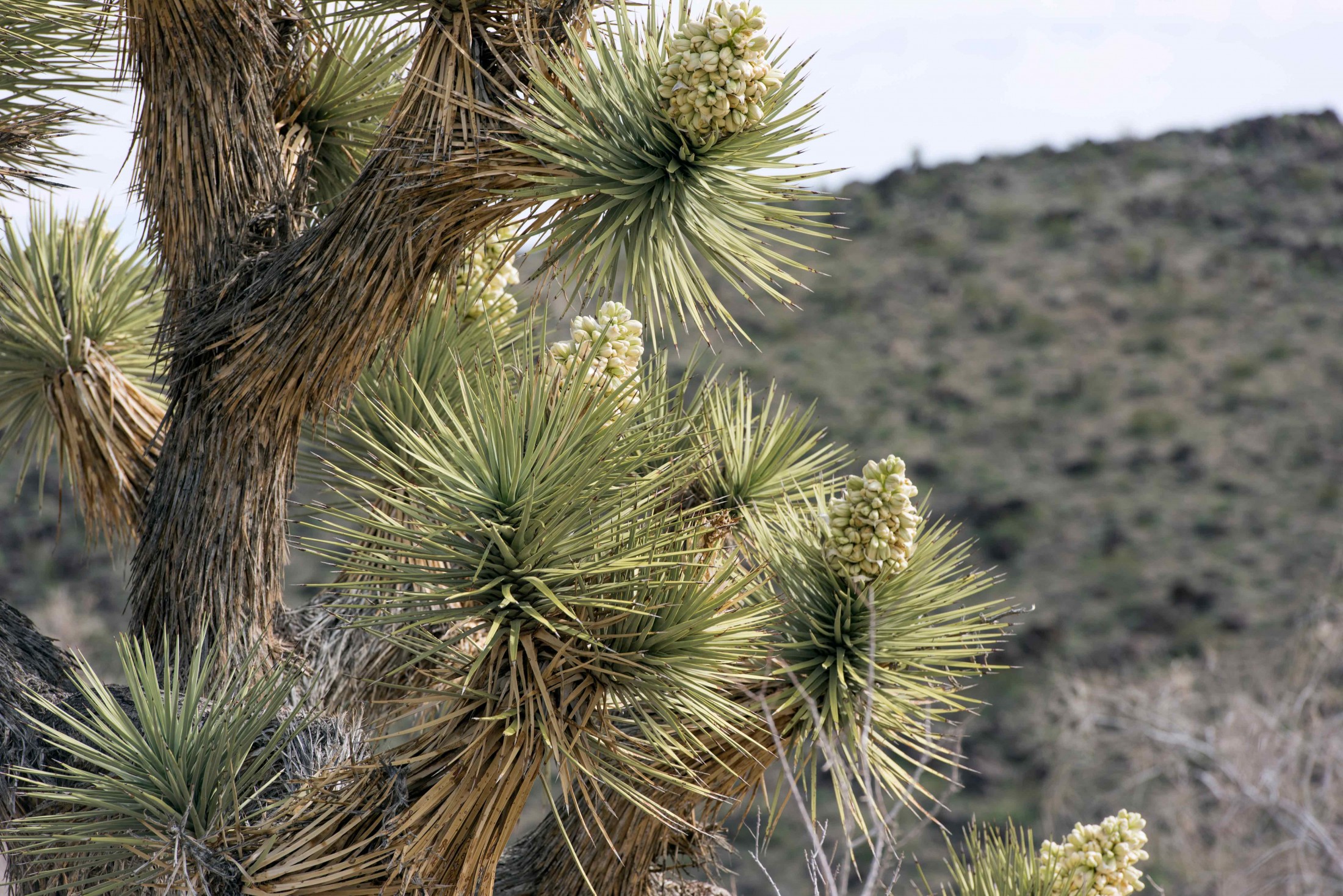 Early bloomers: Using citizen-science data to investigate unseasonal ...