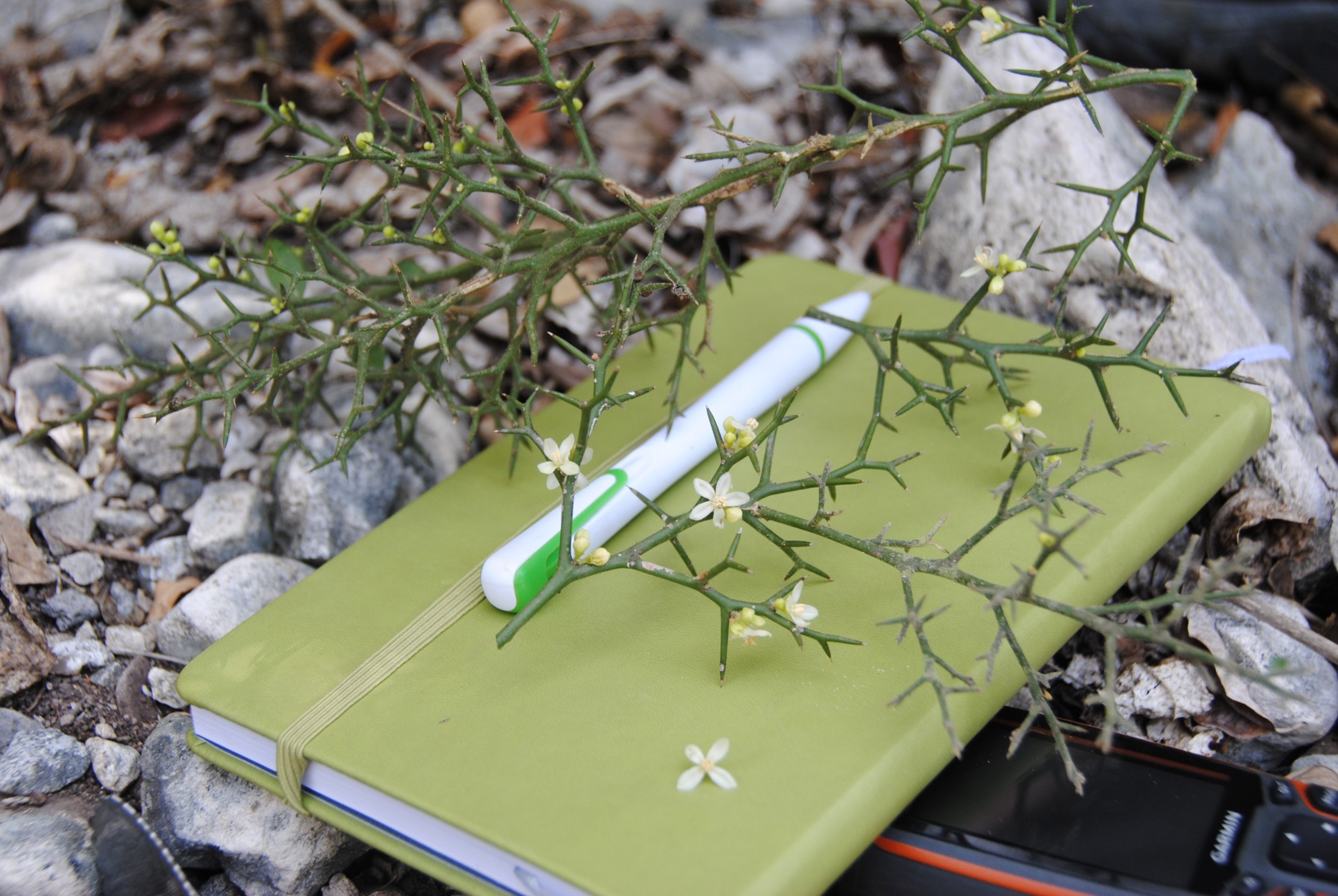 Researchers discover new species in critically imperiled ecosystem ...