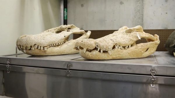 Crocodilian Collection – Florida Museum Science