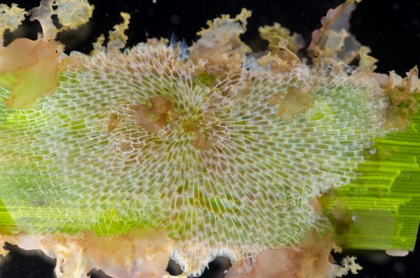 Good parenting evolved multiple times in moss animals – Florida Museum ...