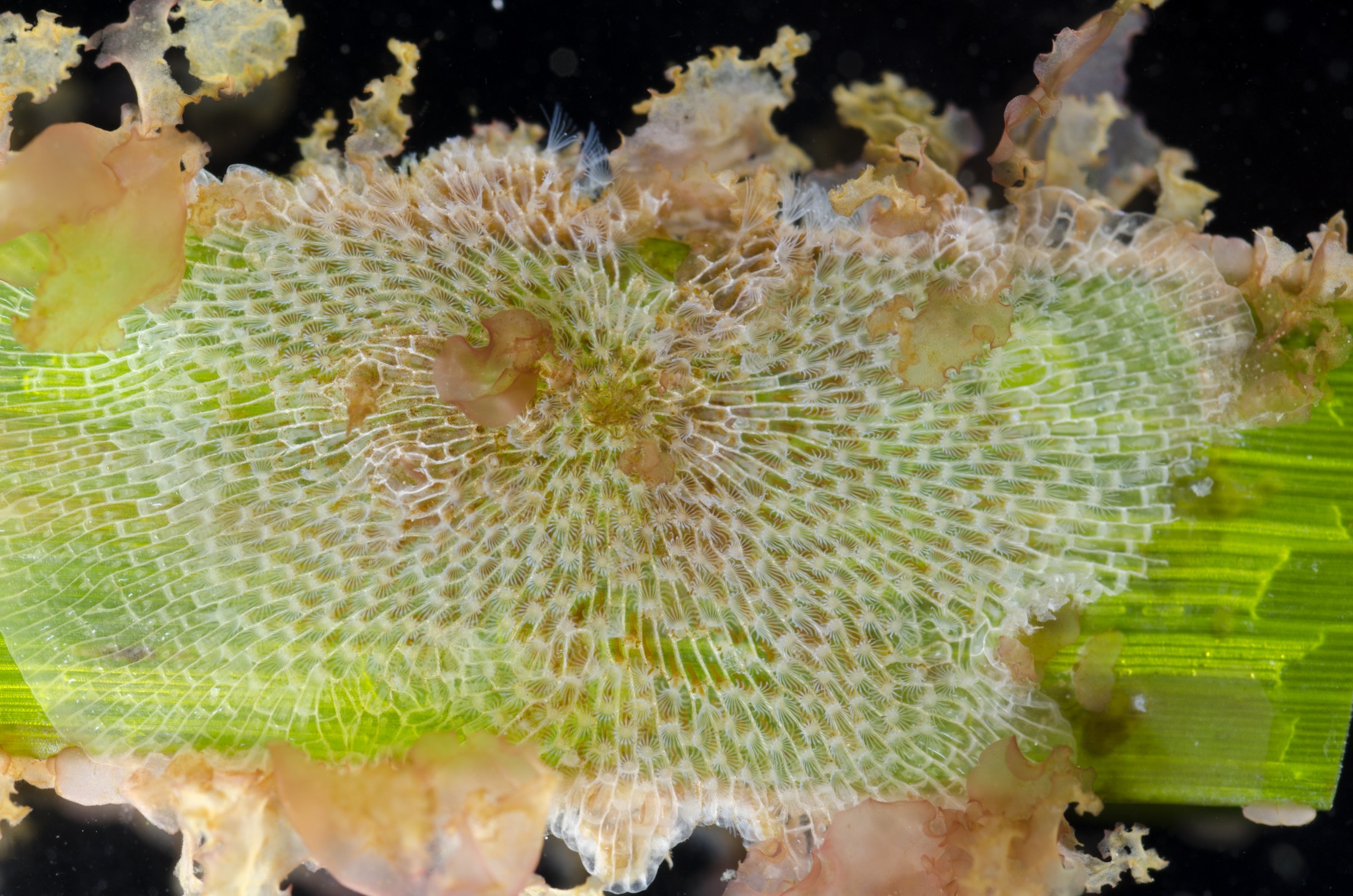 Good parenting evolved multiple times in moss animals – Research News