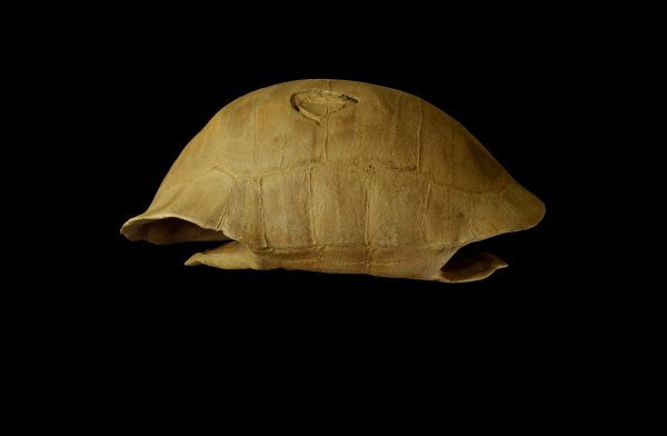 Crawling out of history: The Grand Turk tortoise – Florida Museum Science