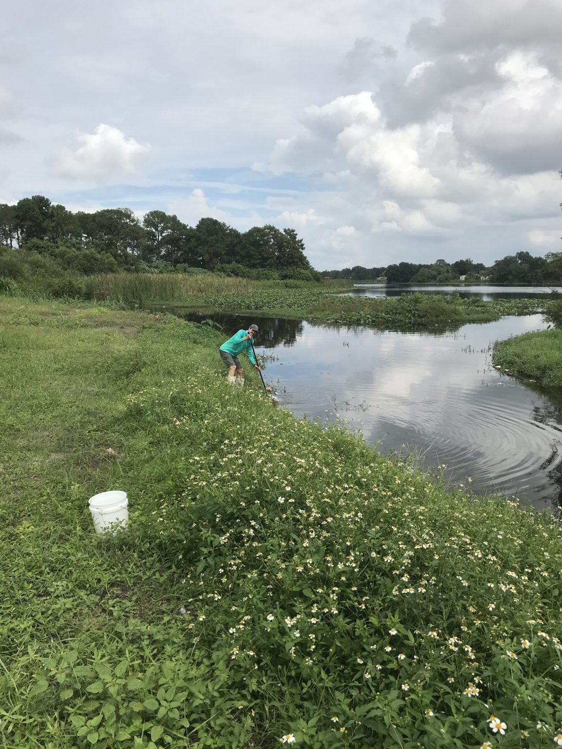 Chanchita may have the highest cold tolerance of all non-native fish in ...