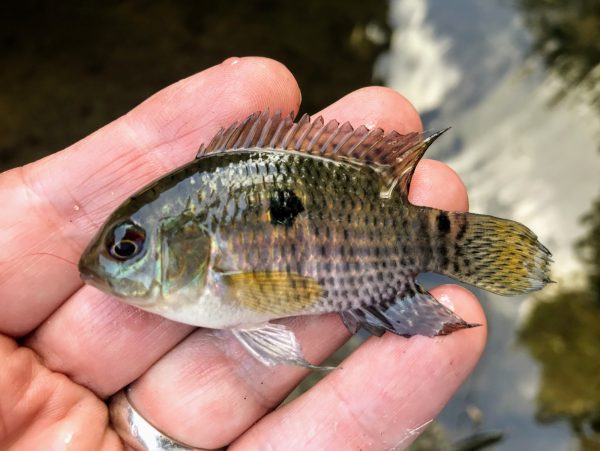 Chanchita may have the highest cold tolerance of all non-native fish in ...