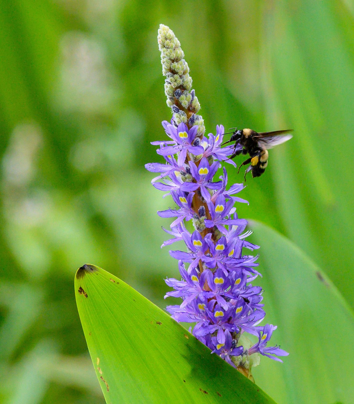 Five Facts: Bees in Florida – Research News