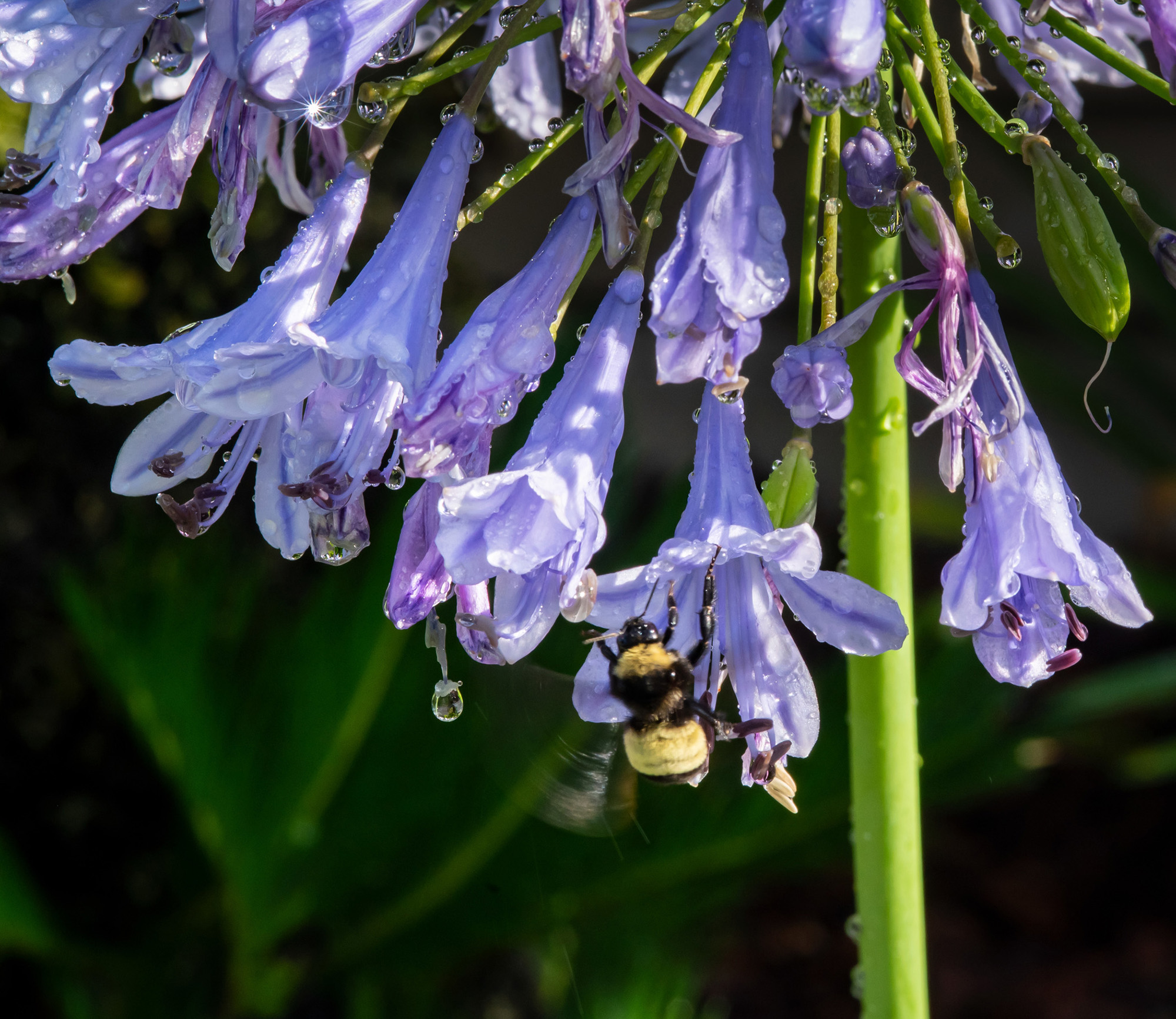 Five Facts: Bees in Florida – Research News