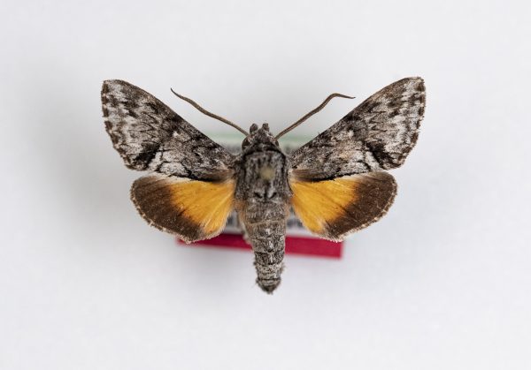 New hawk moth species are among the smallest ever discovered – Florida ...