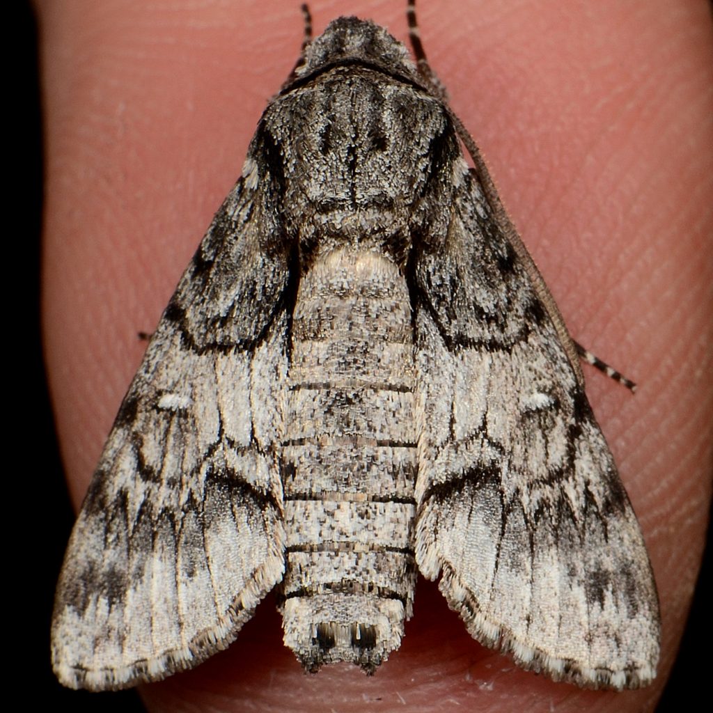 New hawk moth species are among the smallest ever discovered – Research ...