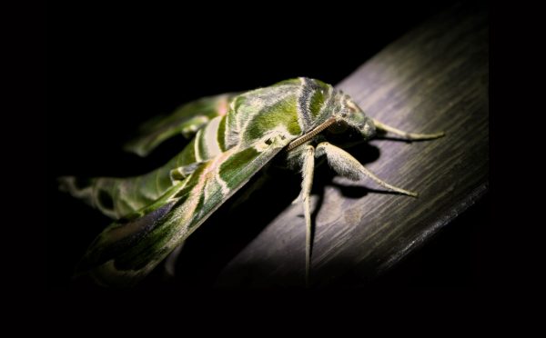 Moths enlist additional troops in an evolutionary arms race – Florida ...