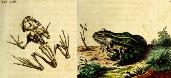 Frog forelimbs may be adapted for love and war as well as jumping ...