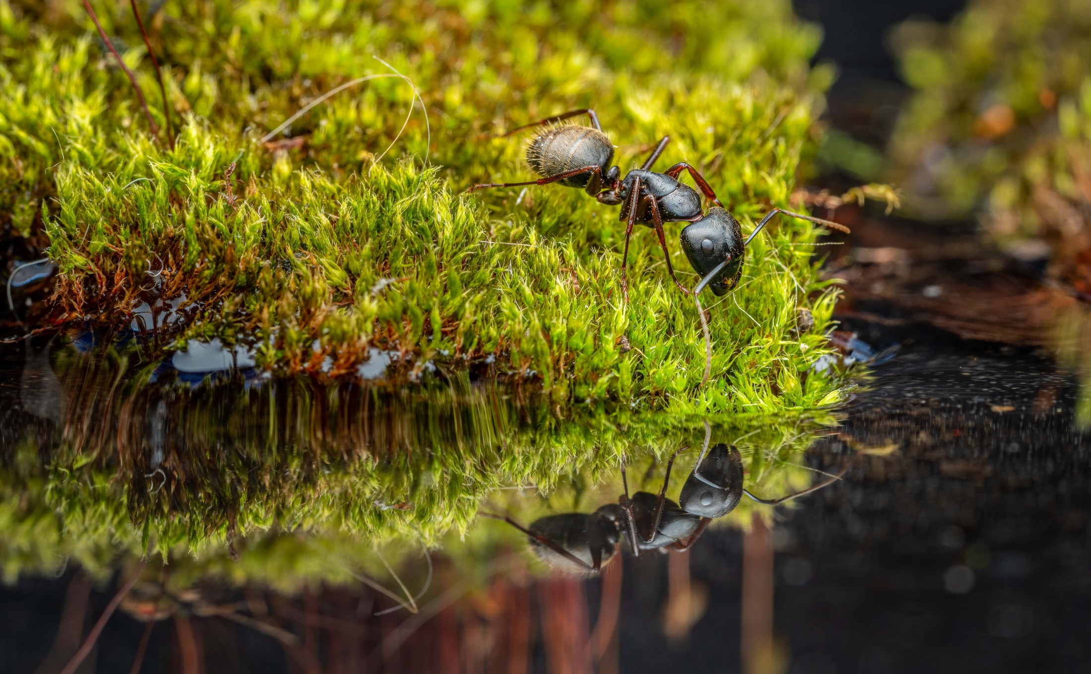 Researchers use AI to create a treasure map of undiscovered ant species ...