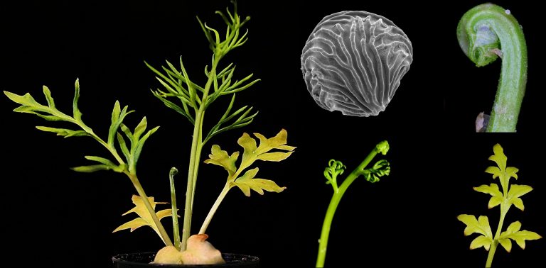 Ferns finally get a genome, revealing a history of DNA hoarding and ...