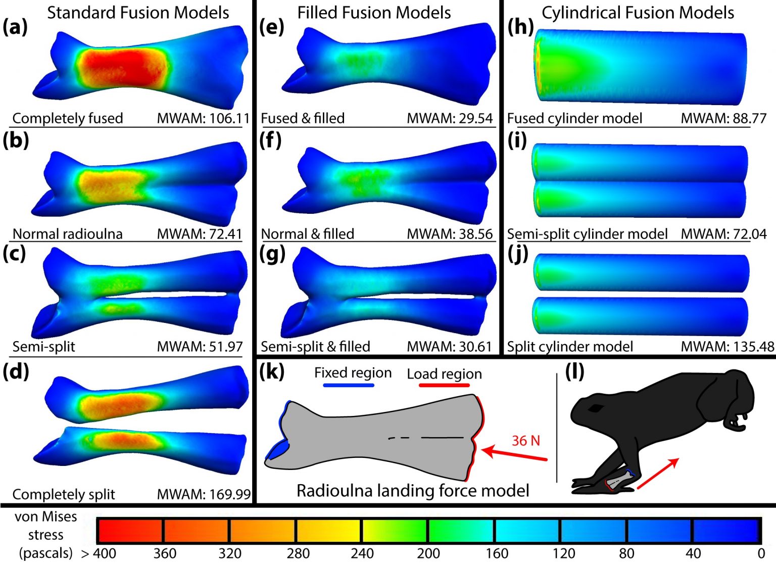 Frog forelimbs may be adapted for love and war as well as jumping ...
