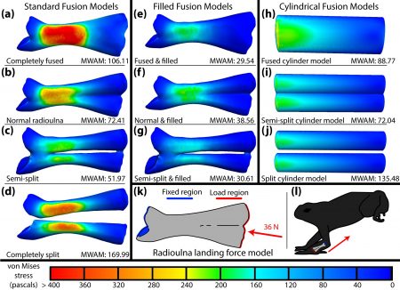 Frog forelimbs may be adapted for love and war as well as jumping ...