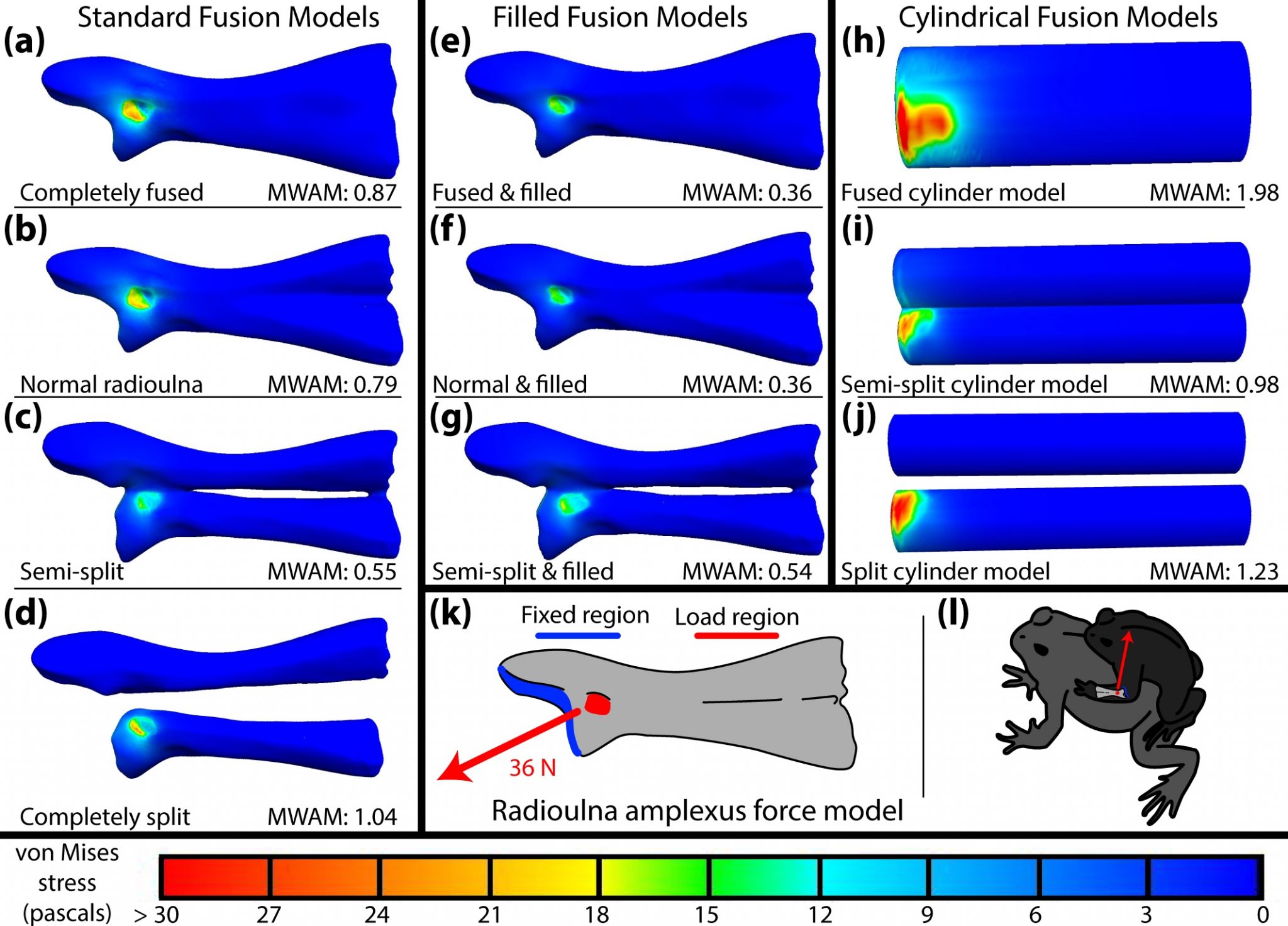 Frog forelimbs may be adapted for love and war as well as jumping ...
