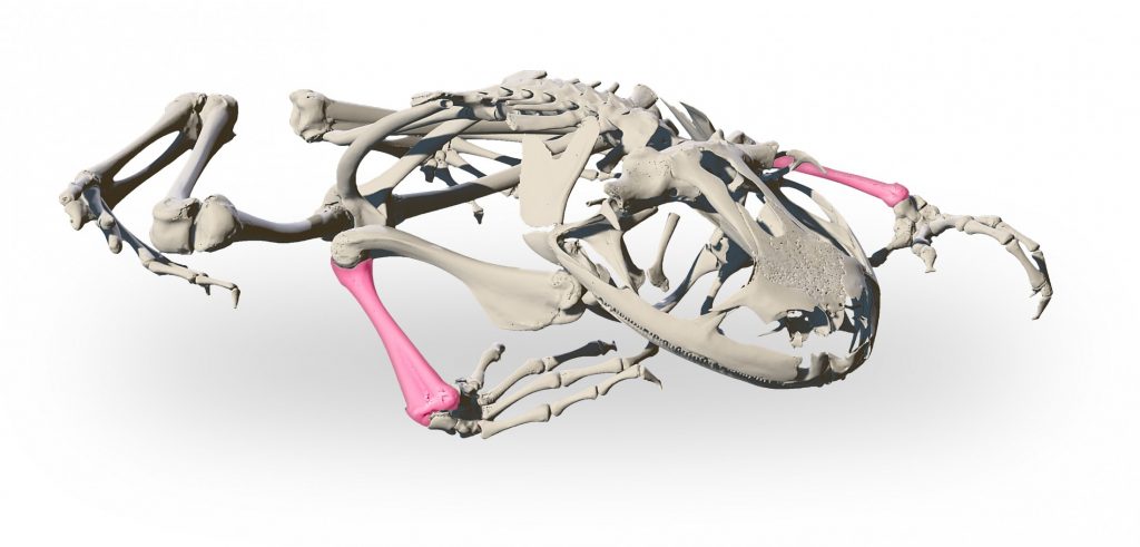 Frog forelimbs may be adapted for love and war as well as jumping ...