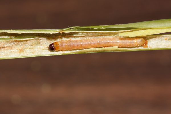 Tracking the origin of southern California’s latest invasive pest ...