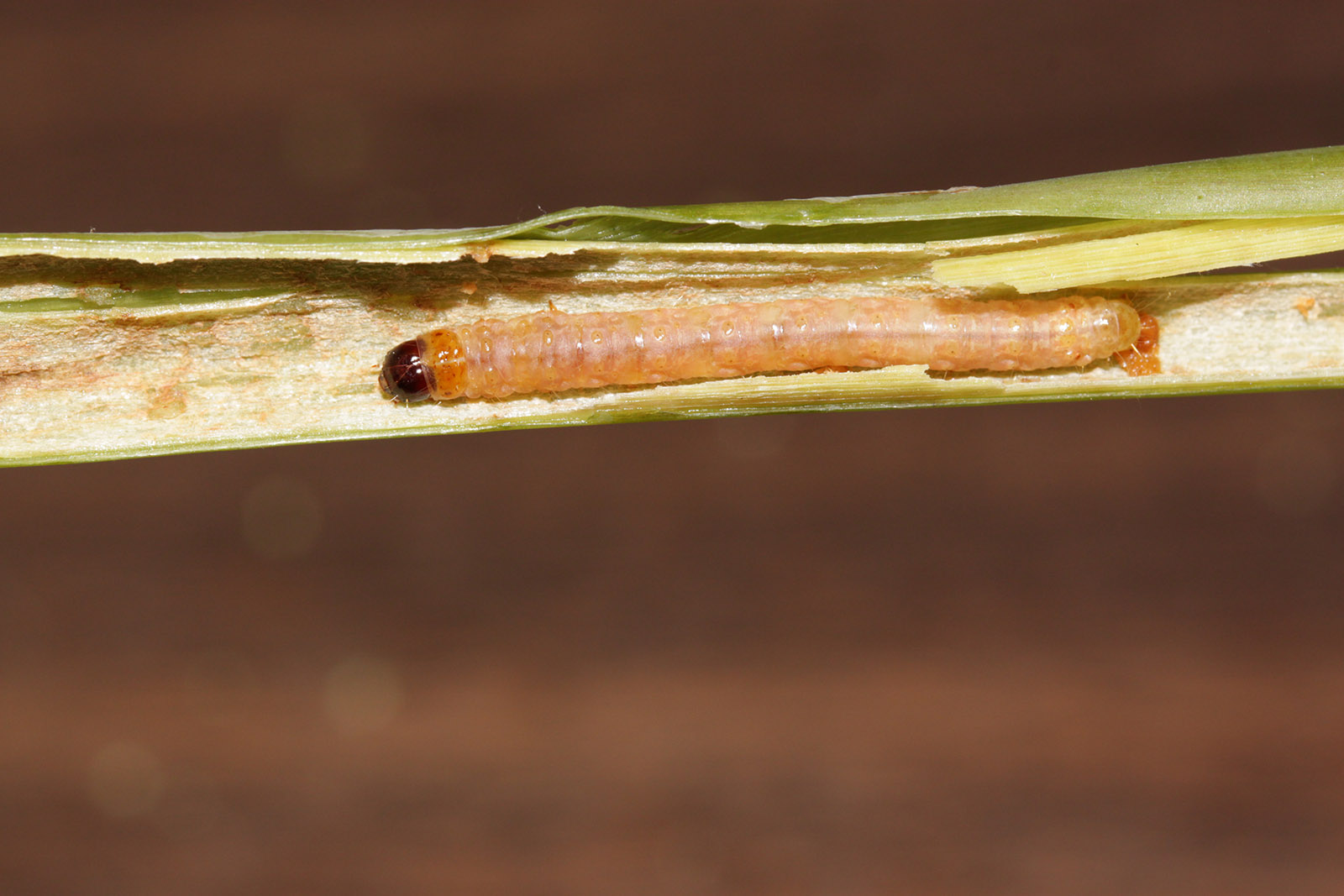 Tracking the origin of southern California’s latest invasive pest ...