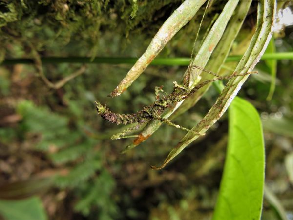 Tropical insects are extremely sensitive to changing climates – Florida ...