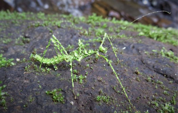 Tropical insects are extremely sensitive to changing climates ...