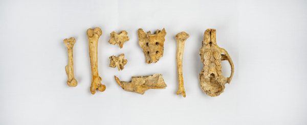 Rodent extinctions in Hispaniola may have been caused by humans ...