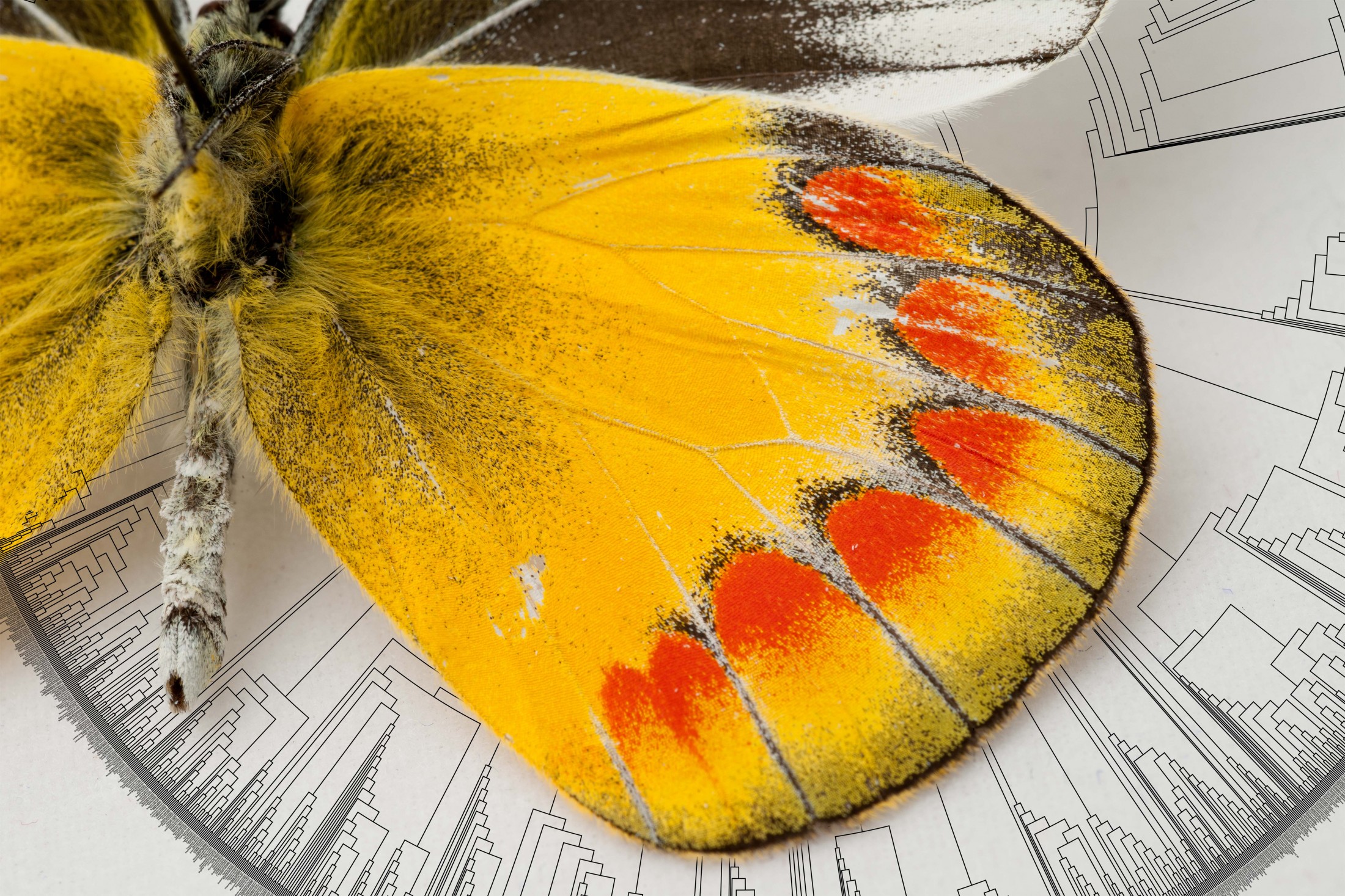 Butterfly tree of life reveals an origin in North America – Research News