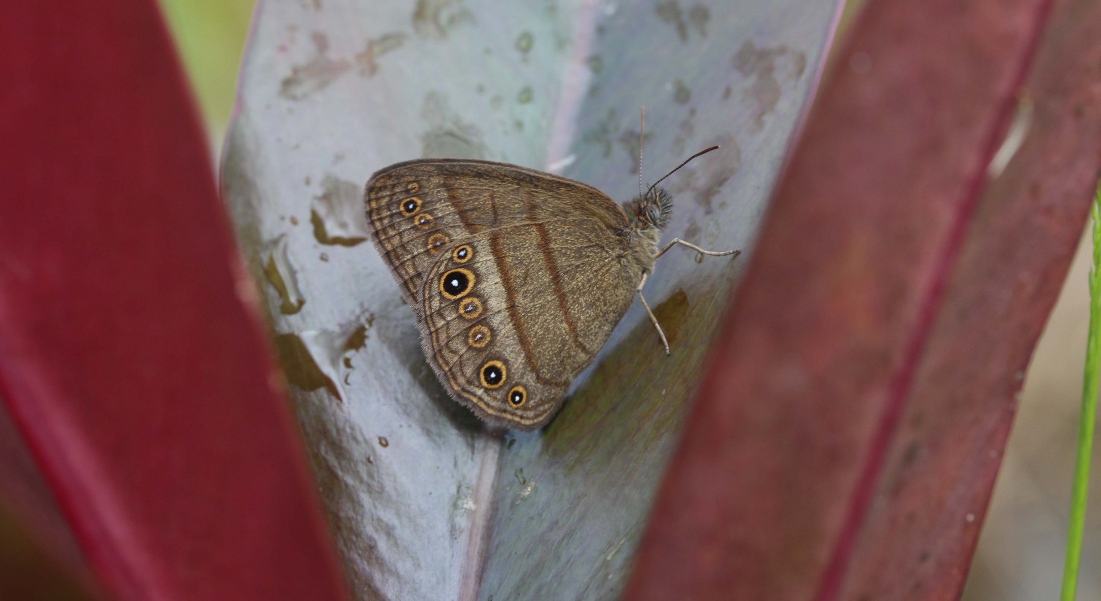 Family tree of ‘boring’ butterflies shows they’re anything but ...