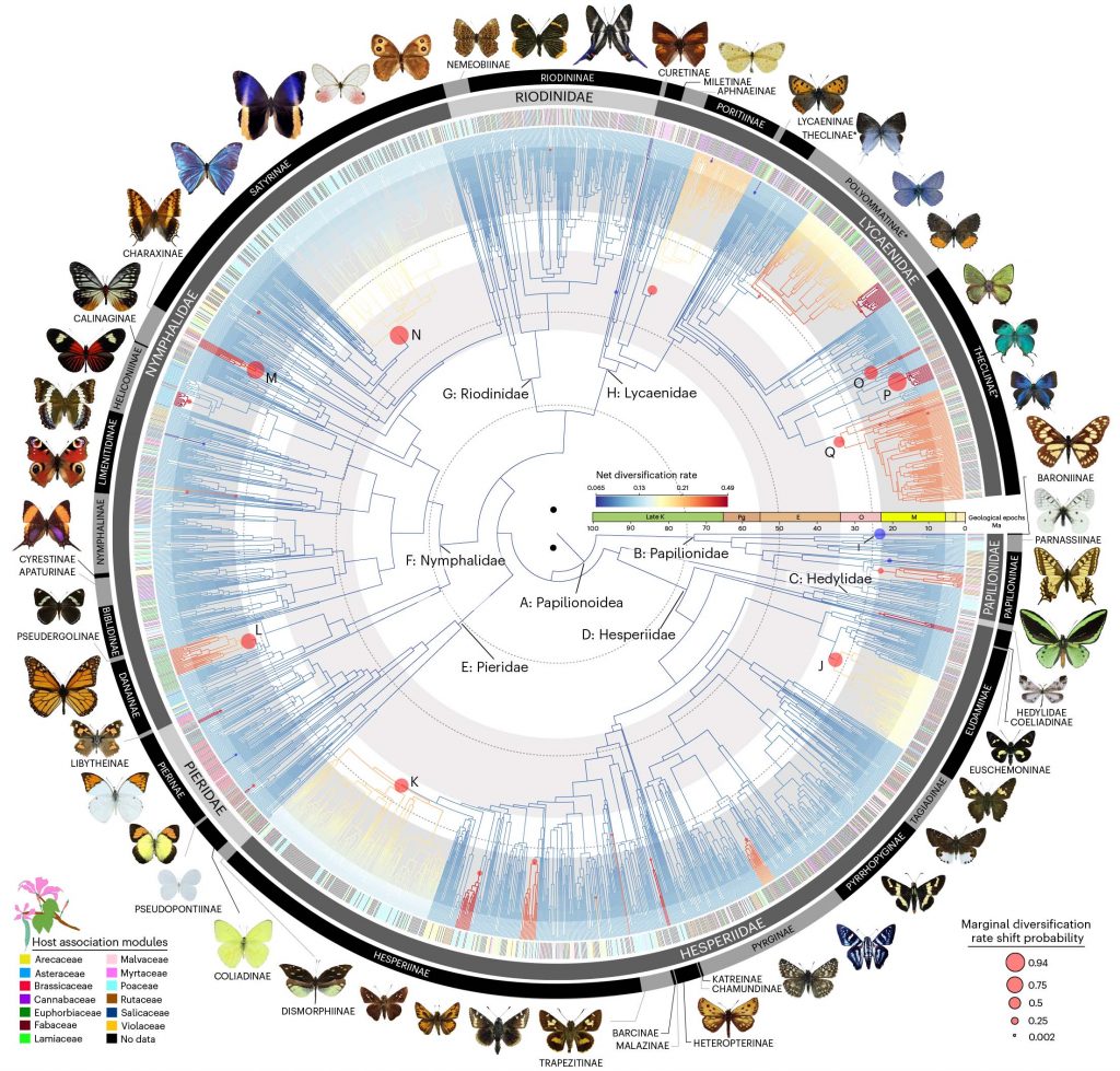Butterfly tree of life reveals an origin in North America – Research News