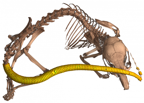 Move over, armadillos. There’s a new bone-plated mammal in town ...