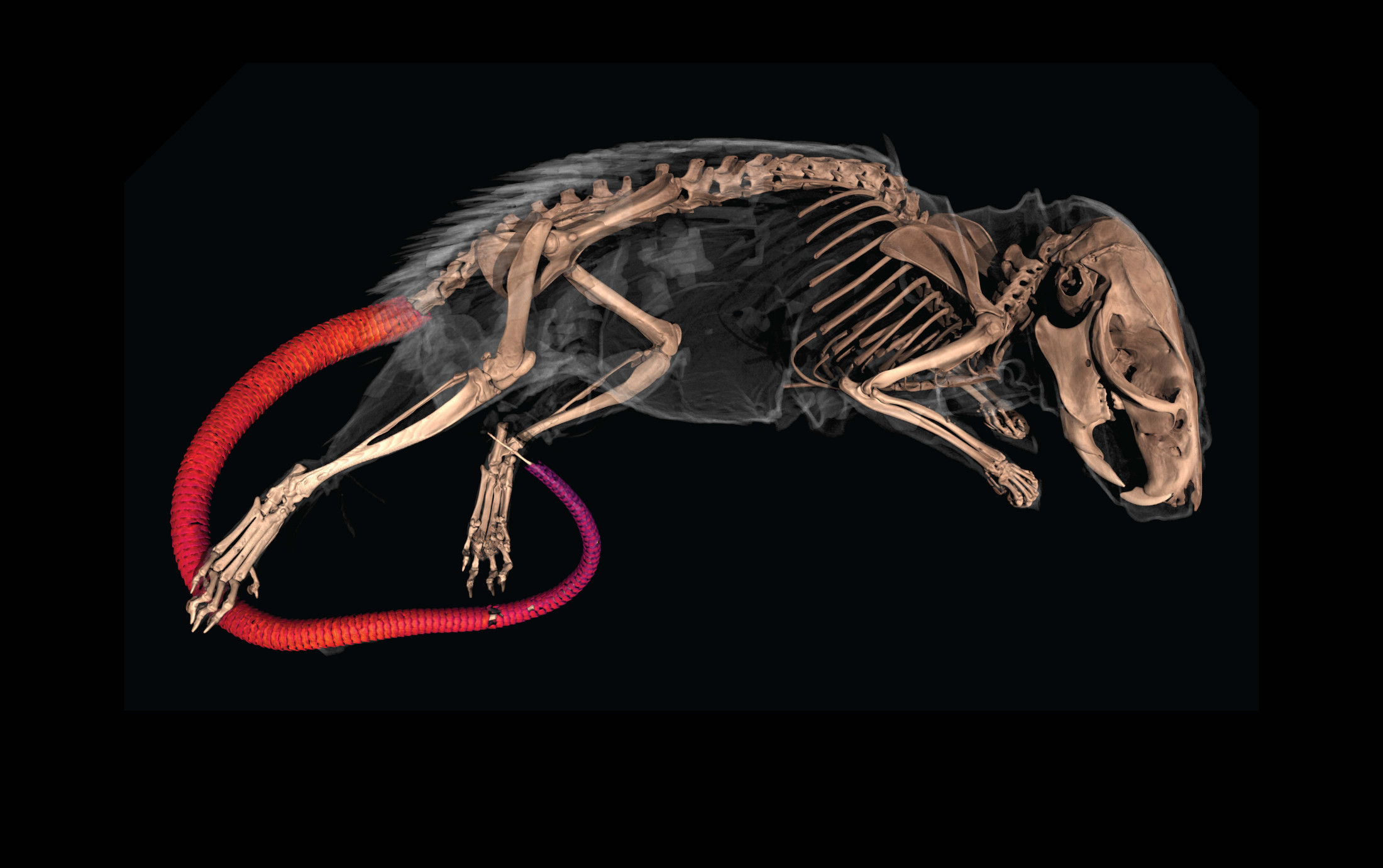 Move over, armadillos. There’s a new bone-plated mammal in town ...