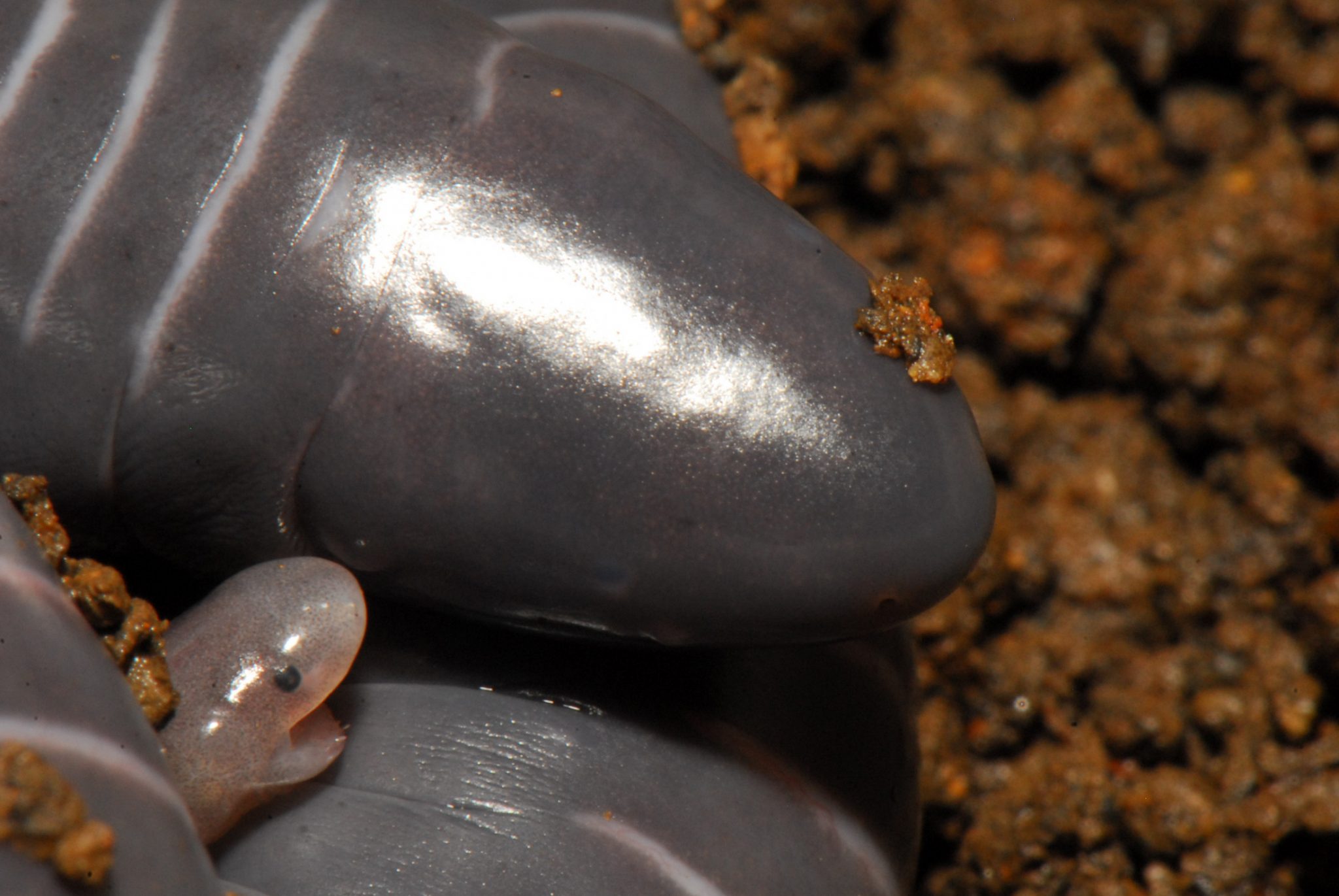 Wormlike amphibians pass microbes to young