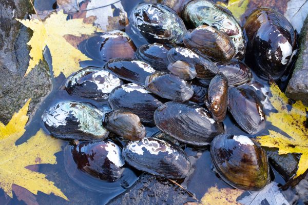 Scientists create 3D models of freshwater mussels to help save them ...