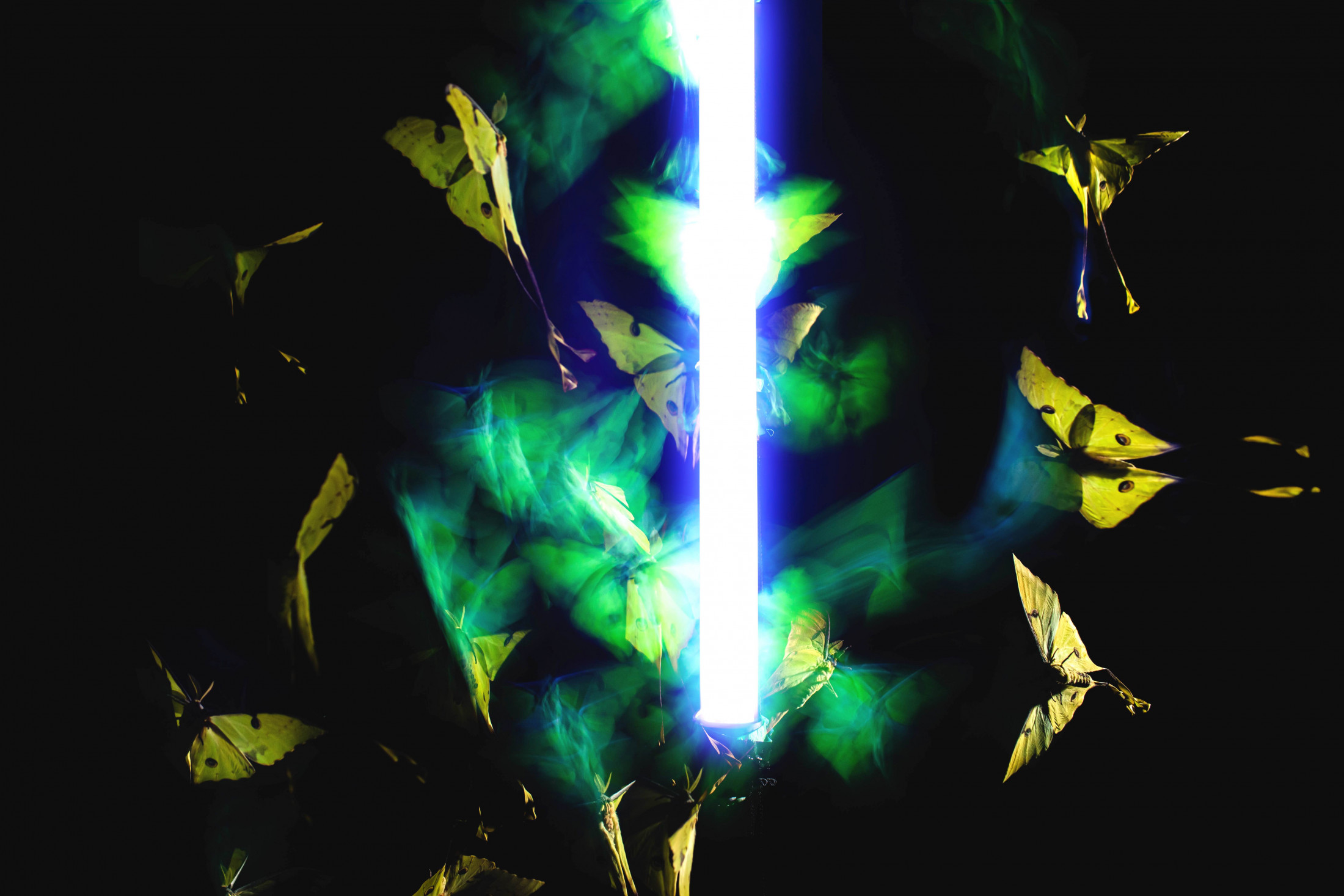 Millennia-old mystery about insects and light at night gets a new ...