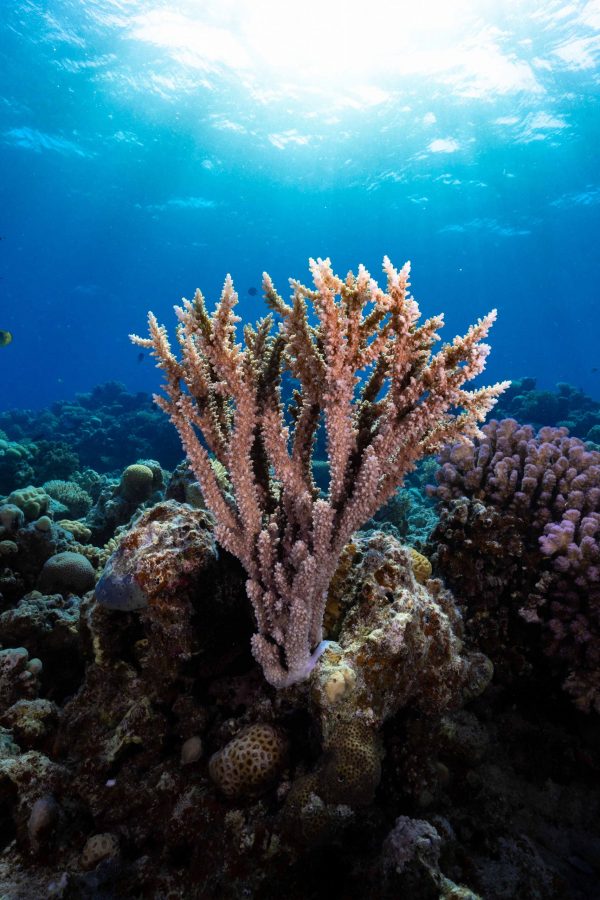 A natural history of the Red Sea and the uncertain future of its corals ...