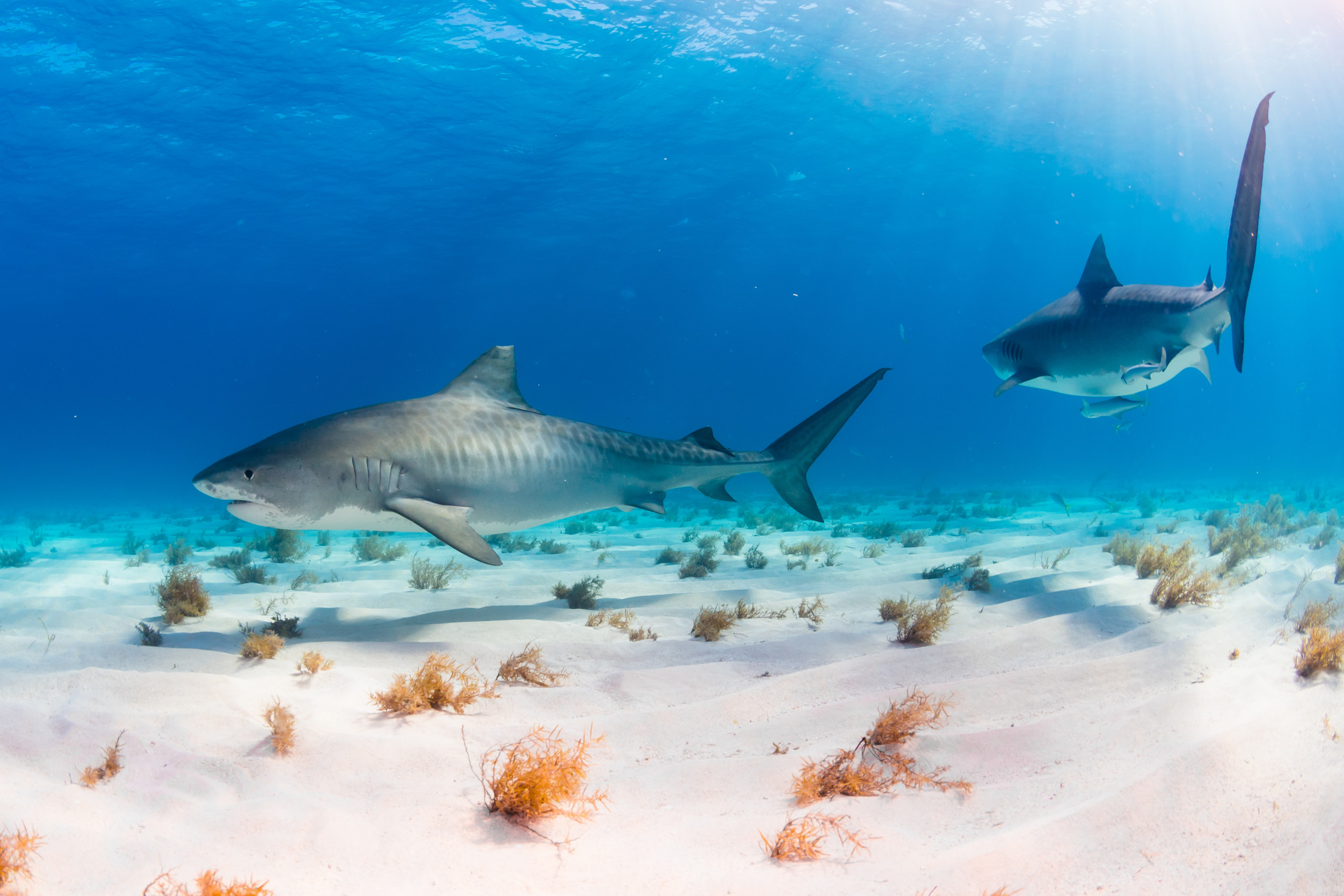 Shark bites consistent with recent trends, with small spike in ...