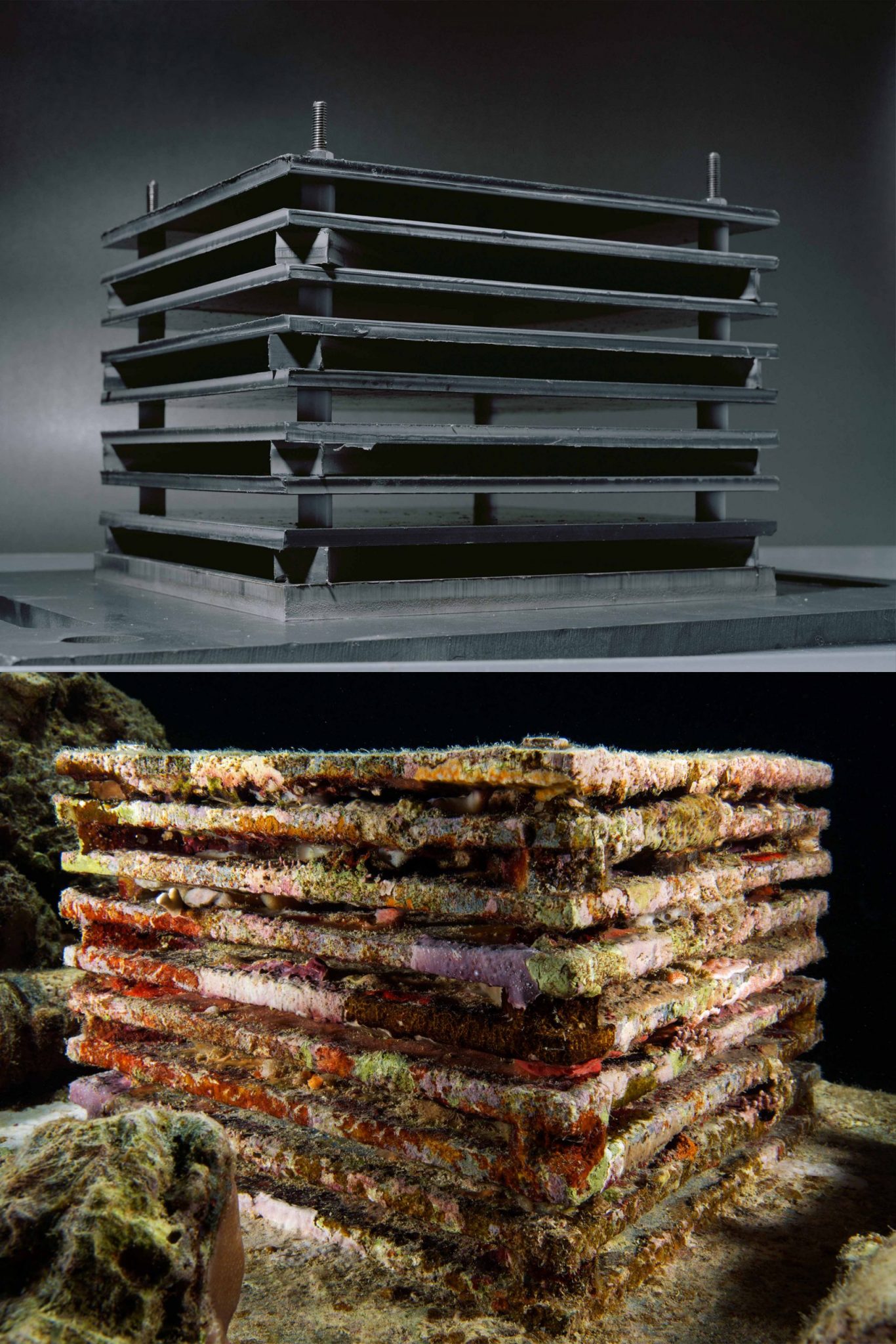 A natural history of the Red Sea and the uncertain future of its corals ...