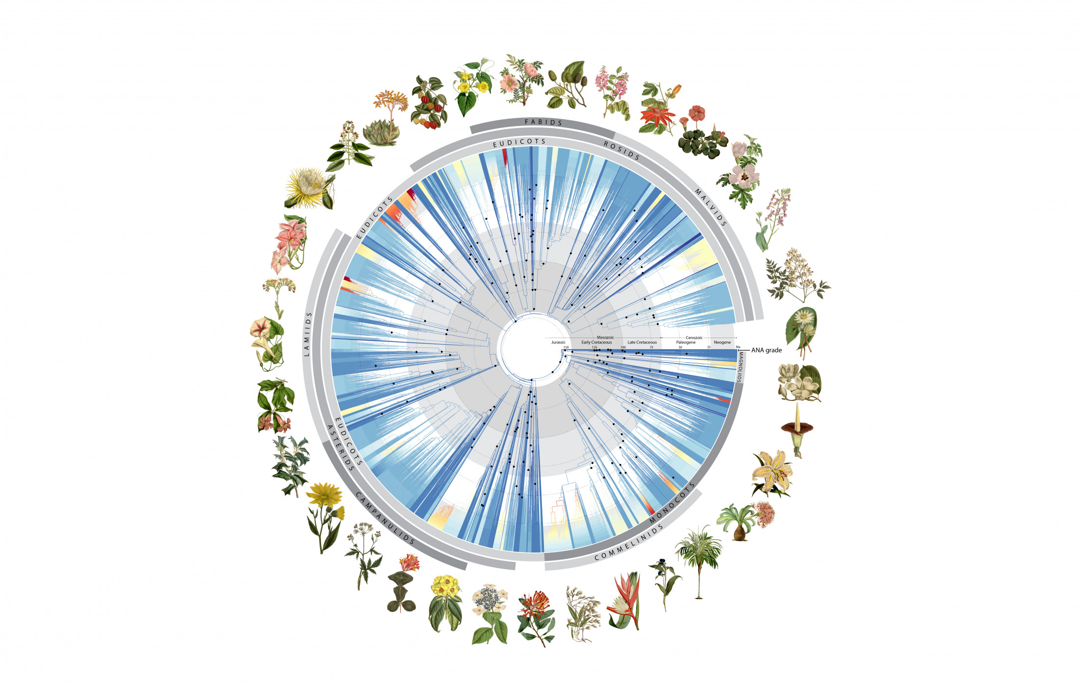 Vast DNA tree of life for plants revealed by global science team ...