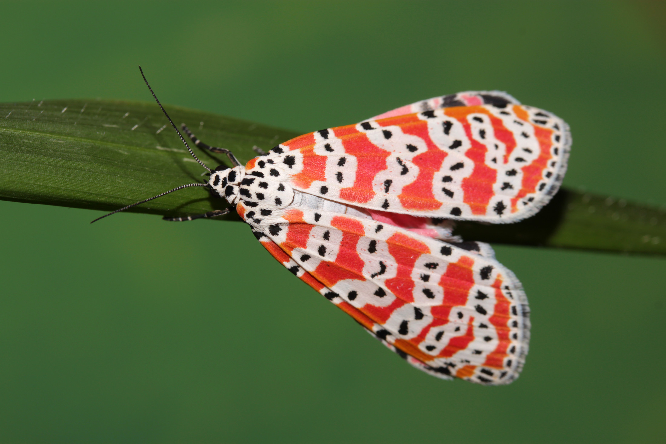 Bella moths use poison to attract mates. Scientists are closer to ...