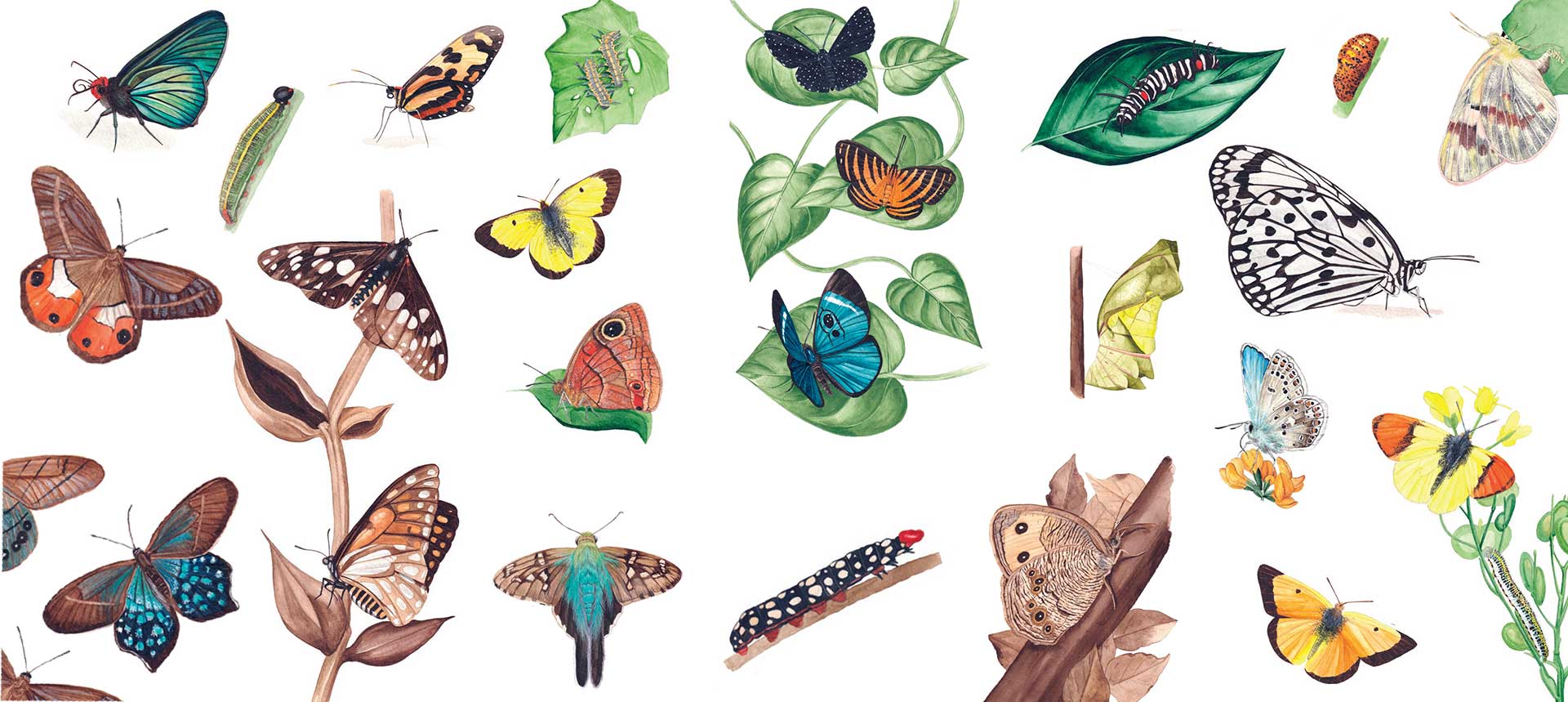 New book charts the history and evolution of world’s butterflies ...