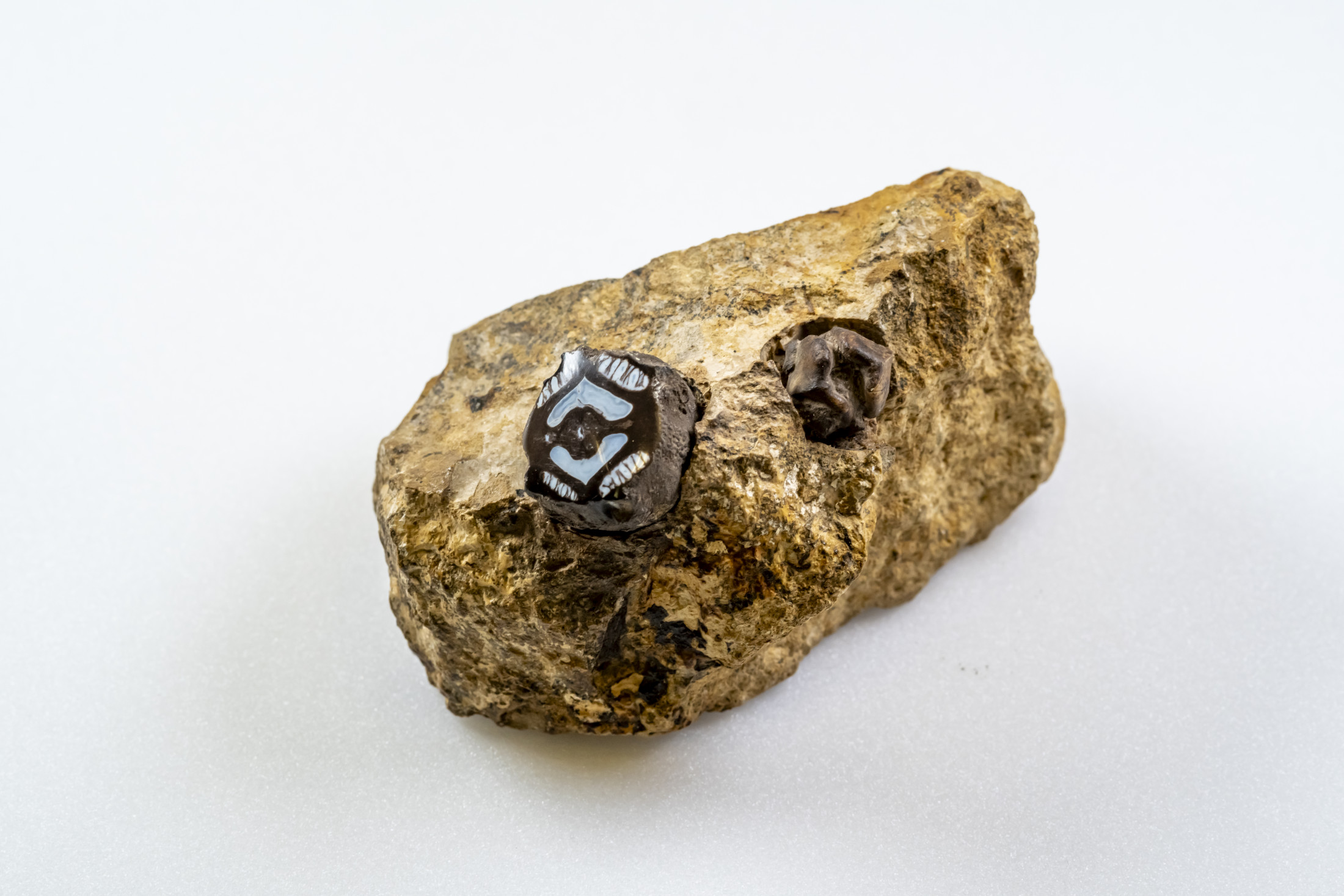 Three new extinct walnut species discovered in high Arctic mummified ...