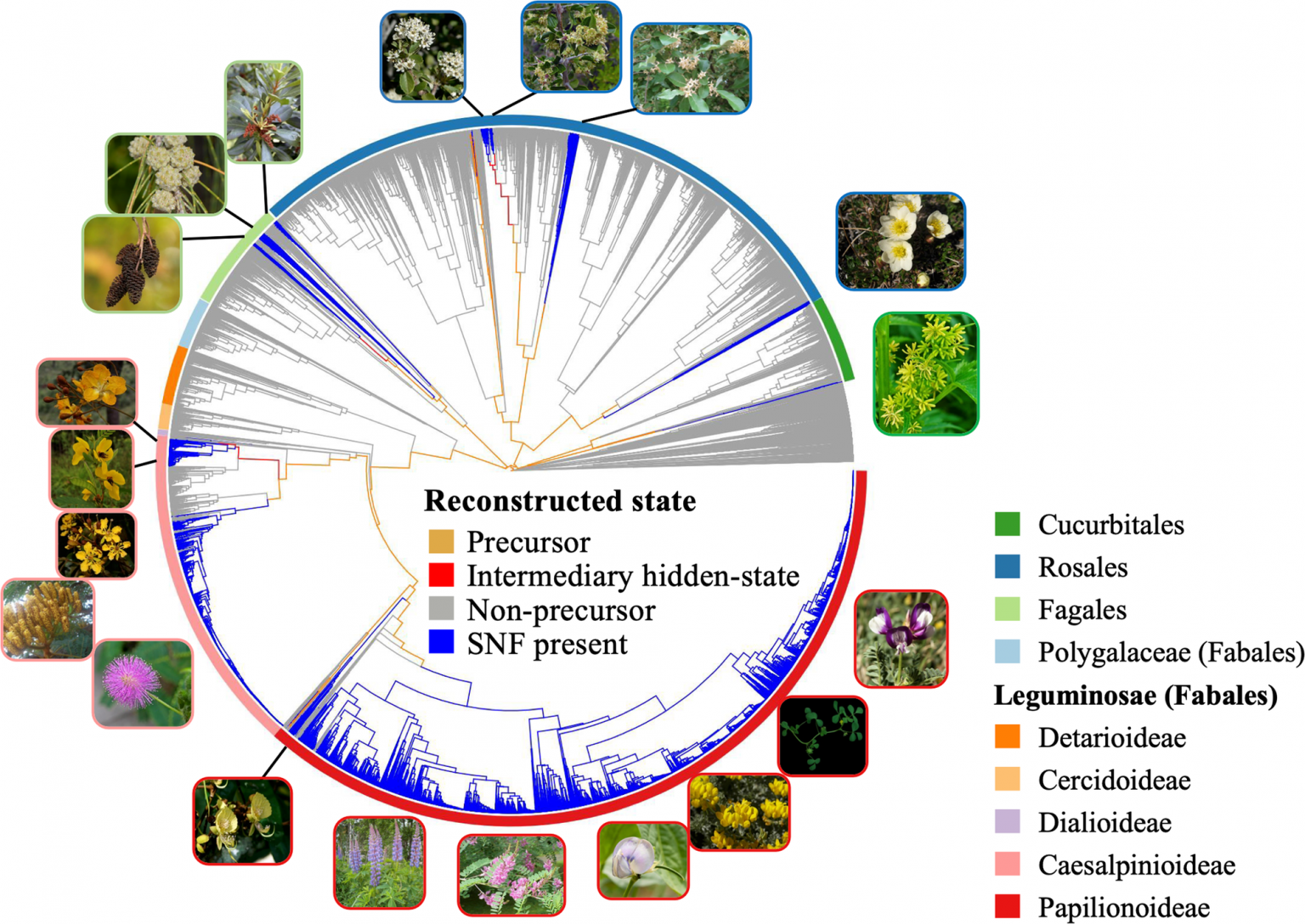 Building a roadmap to bioengineer plants that produce their own ...