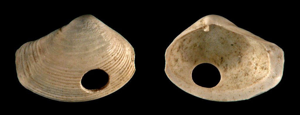 Fossils from the Adriatic Sea show a recent and worrying reversal of ...