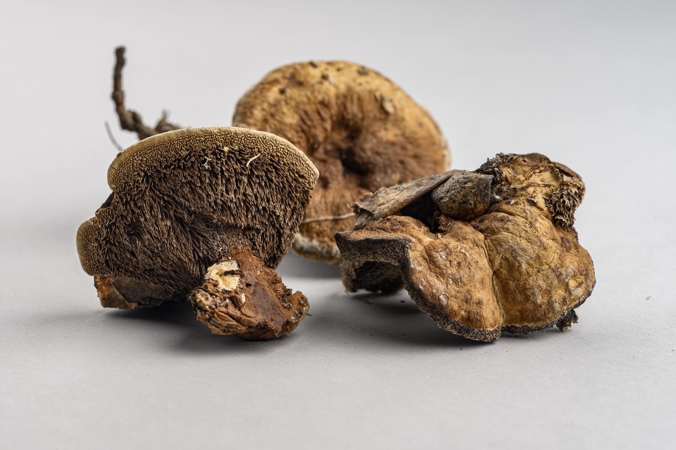 Spooky natural history – Research News