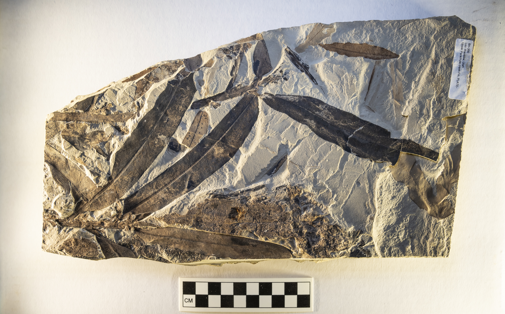 This mysterious plant fossil belongs to a family that no longer exists ...