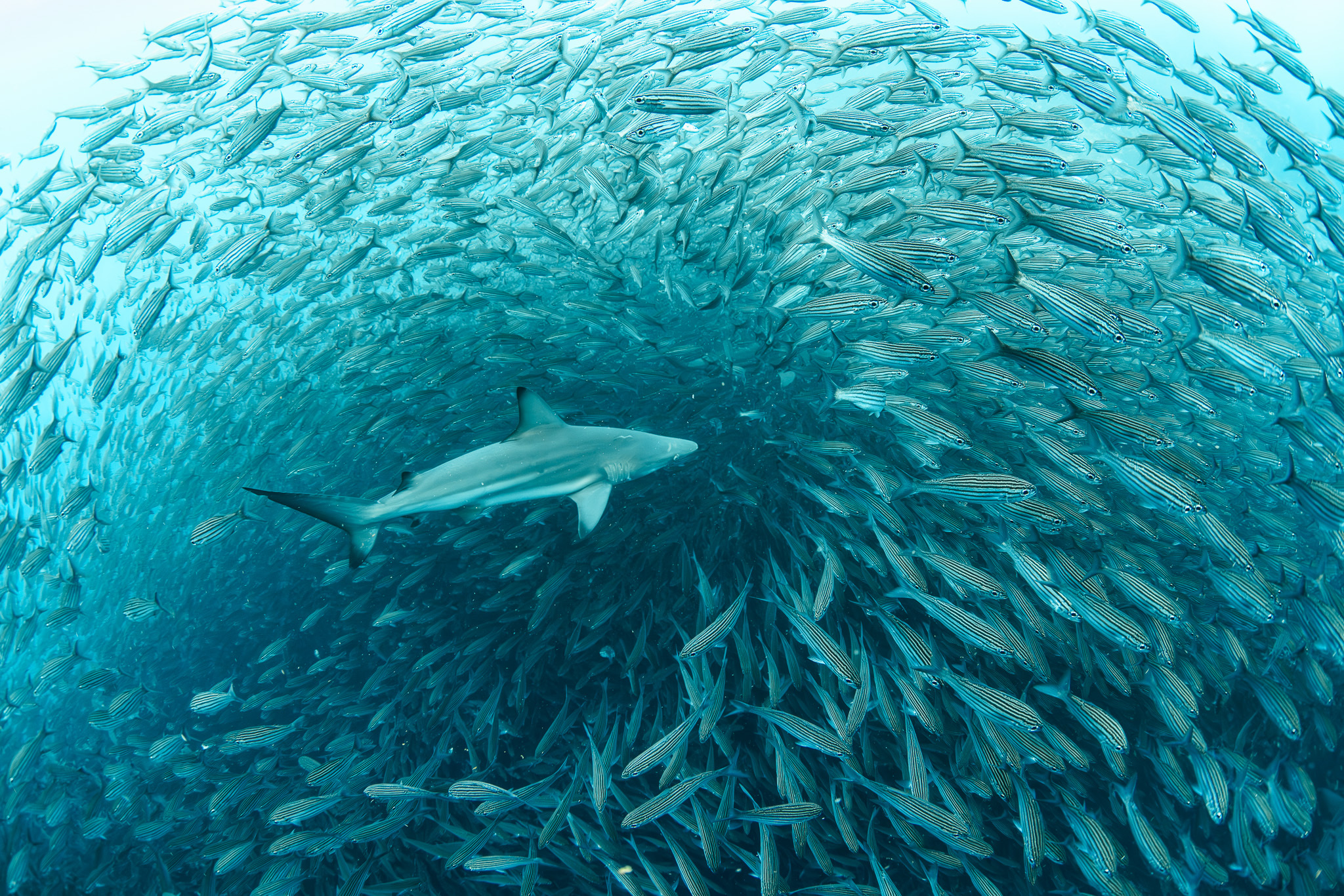 Unprovoked shark bites plummeted in 2024 – Research News