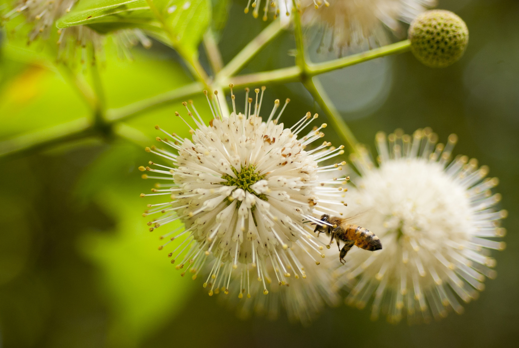 Over one-fifth of native North American pollinators at elevated risk of ...