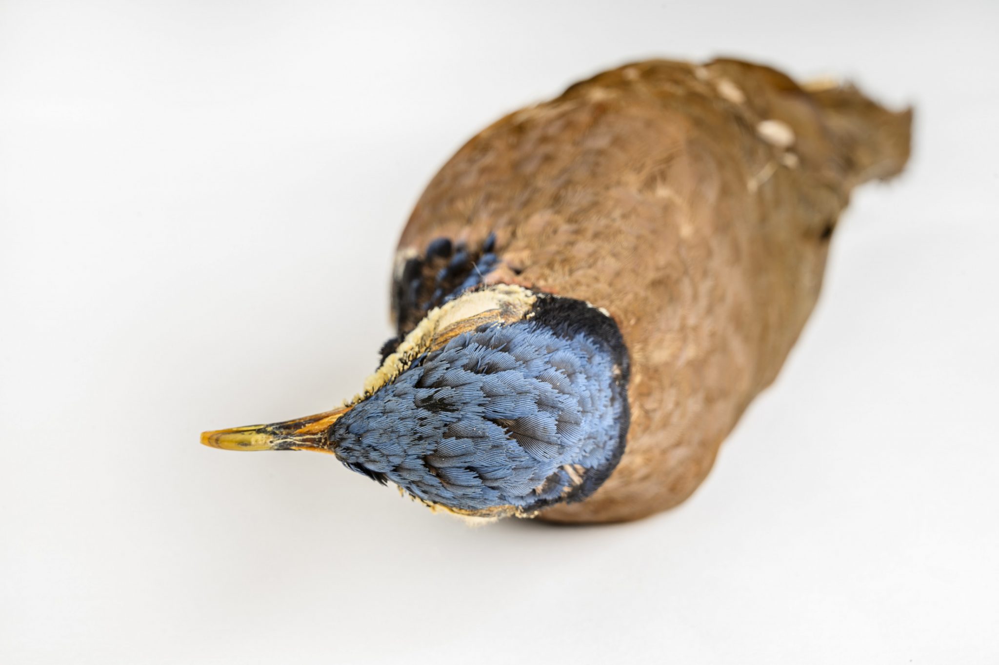 Unique dove species is the dodo of the Caribbean and in similar danger ...