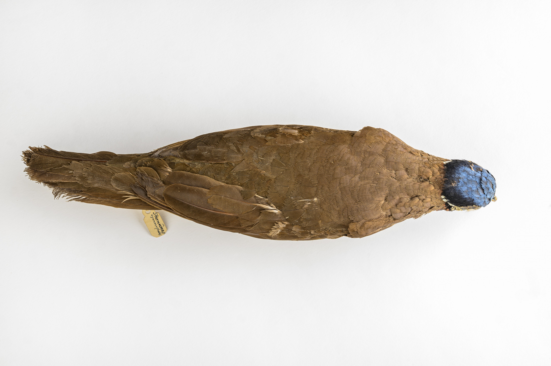 Unique dove species is the dodo of the Caribbean and in similar danger ...