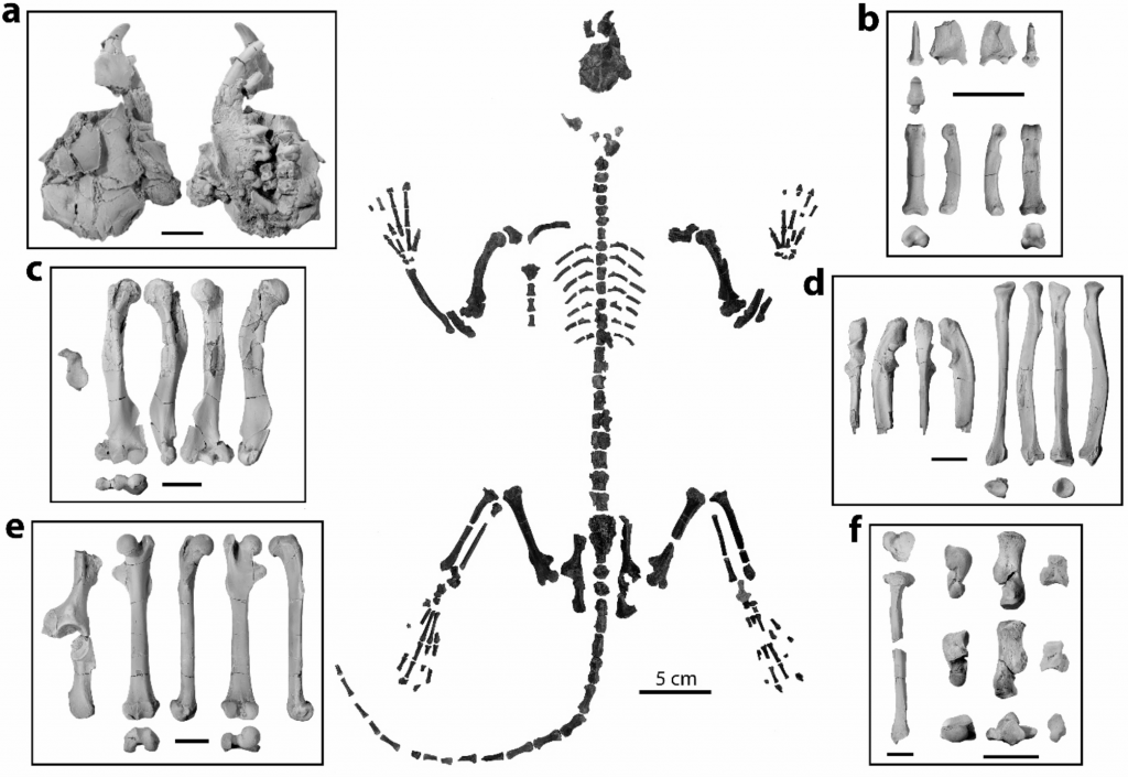 A 62-million-year-old skeleton sheds light on an enigmatic mammal ...